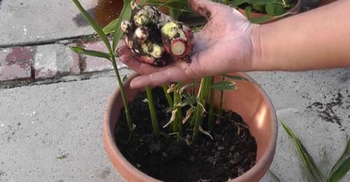 Gember kweken doe je met dit simpele stappenplan